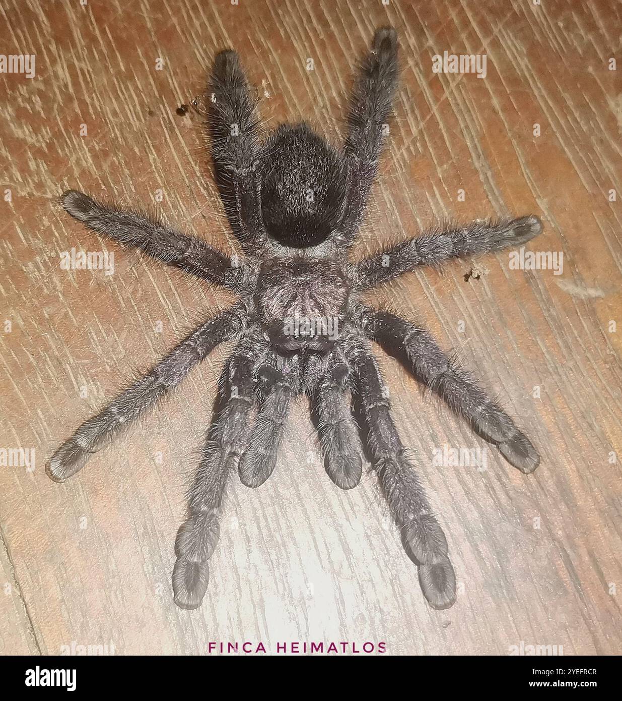 Purple Pinktoe Tarantula (Avicularia purpurea Stock Photo - Alamy