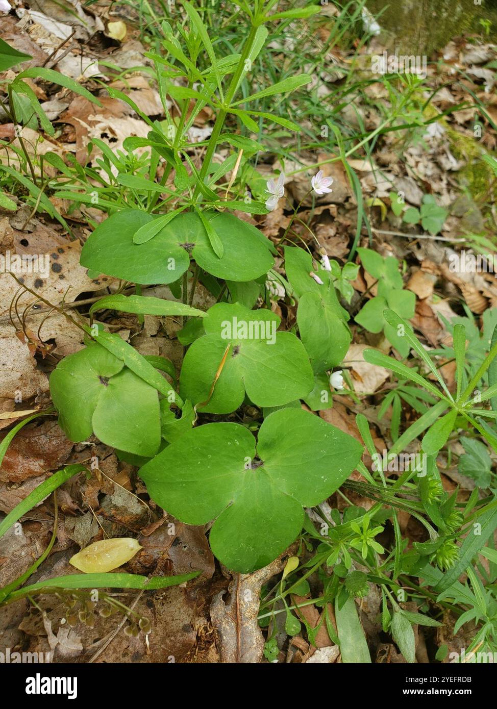 sharp-lobed hepatica (Hepatica acutiloba Stock Photo - Alamy