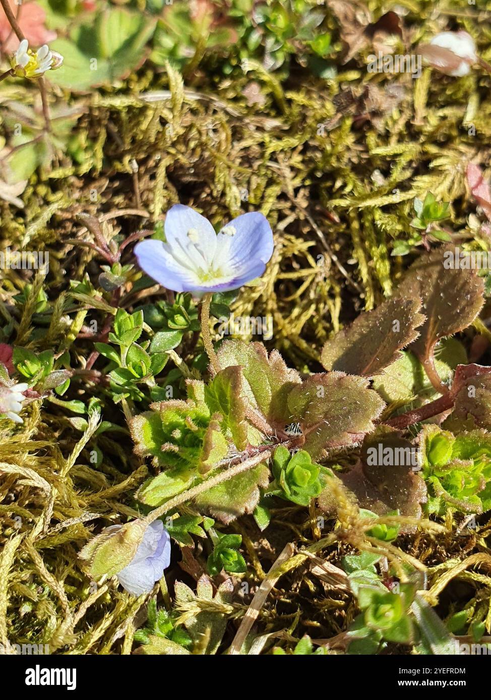 bird's-eye speedwell (Veronica persica Stock Photo - Alamy