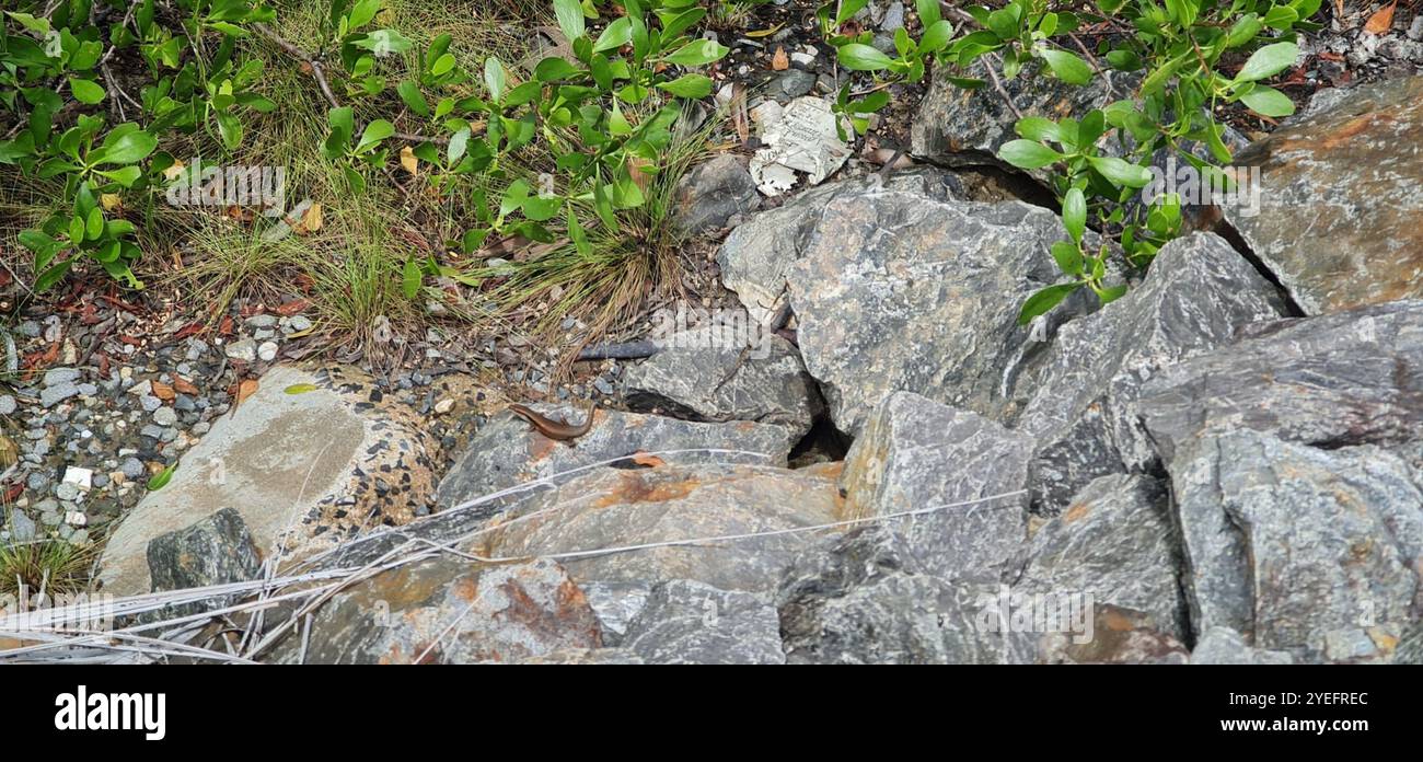 Closed-litter Rainbow Skink (Carlia longipes Stock Photo - Alamy