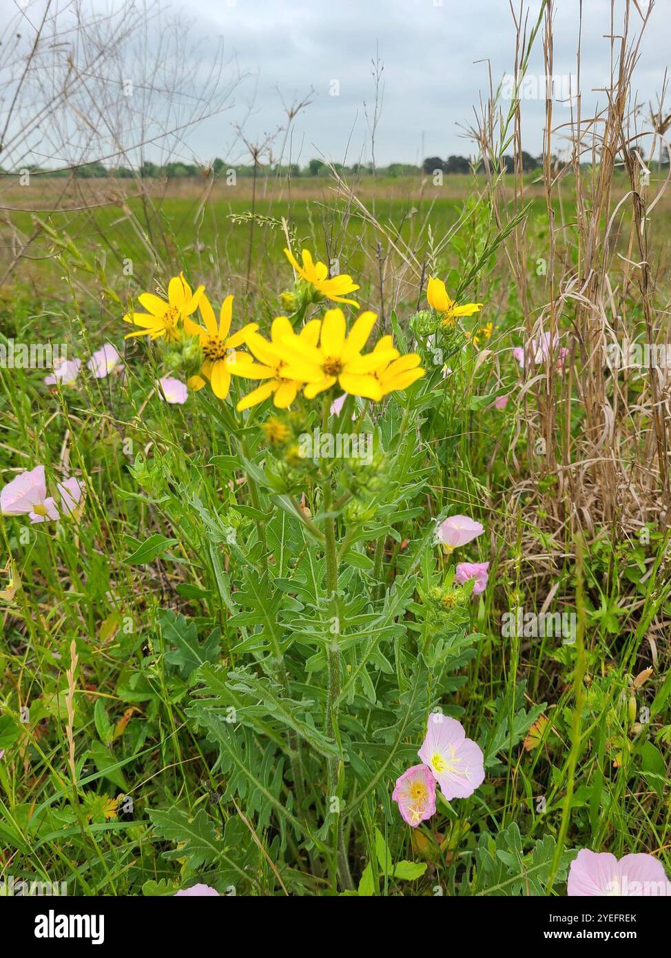 Engelmann daisy hi-res stock photography and images - Alamy