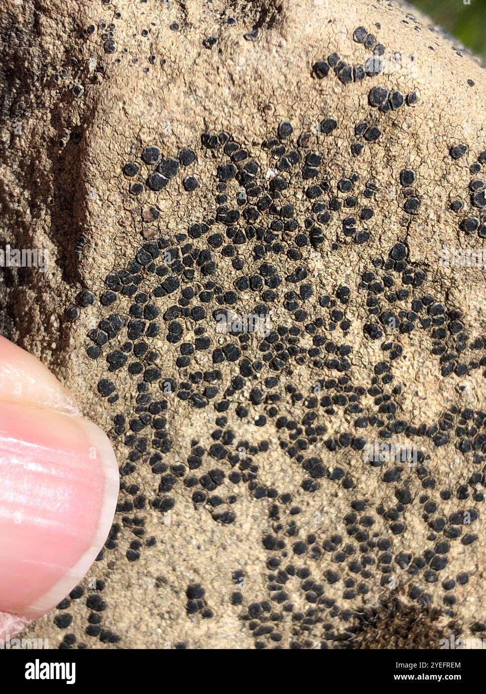 Concentric boulder lichen hi-res stock photography and images - Alamy