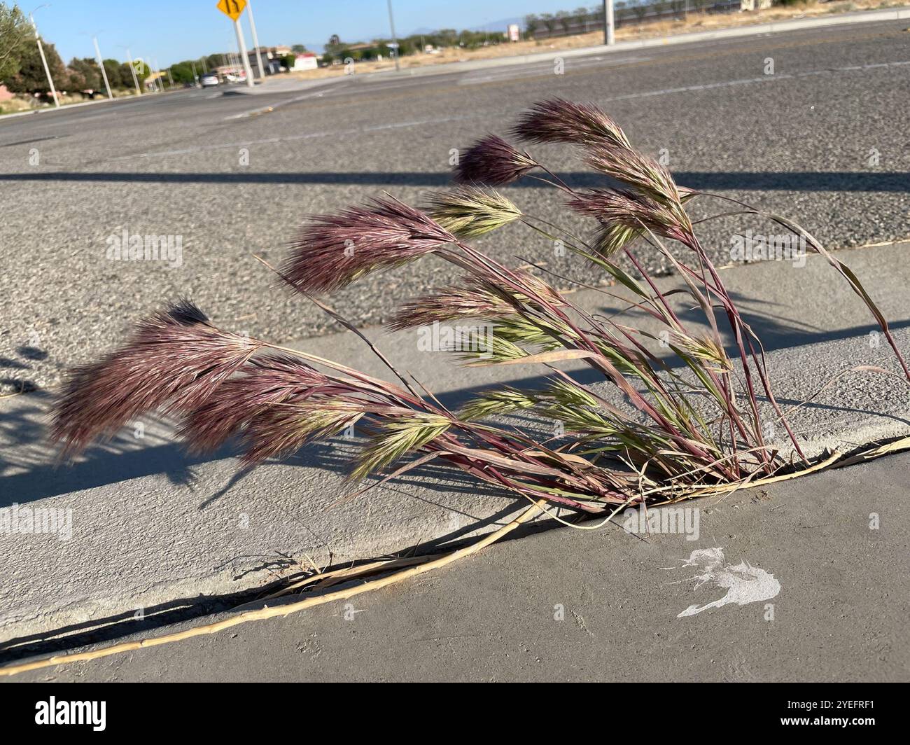 Red brome bromus rubens hi-res stock photography and images - Alamy