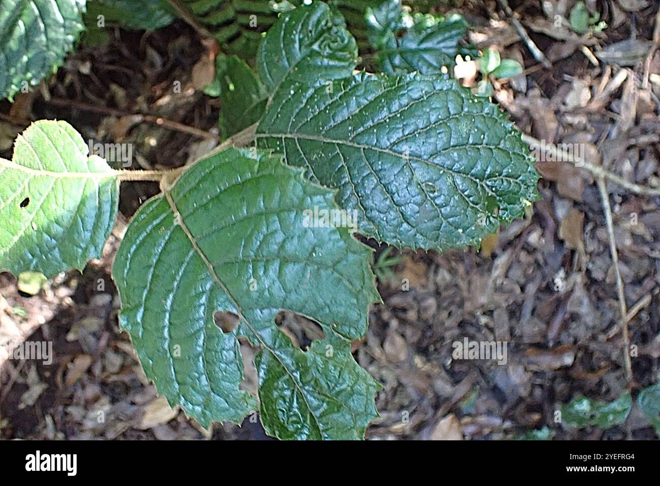 Assegai tree hi-res stock photography and images - Alamy