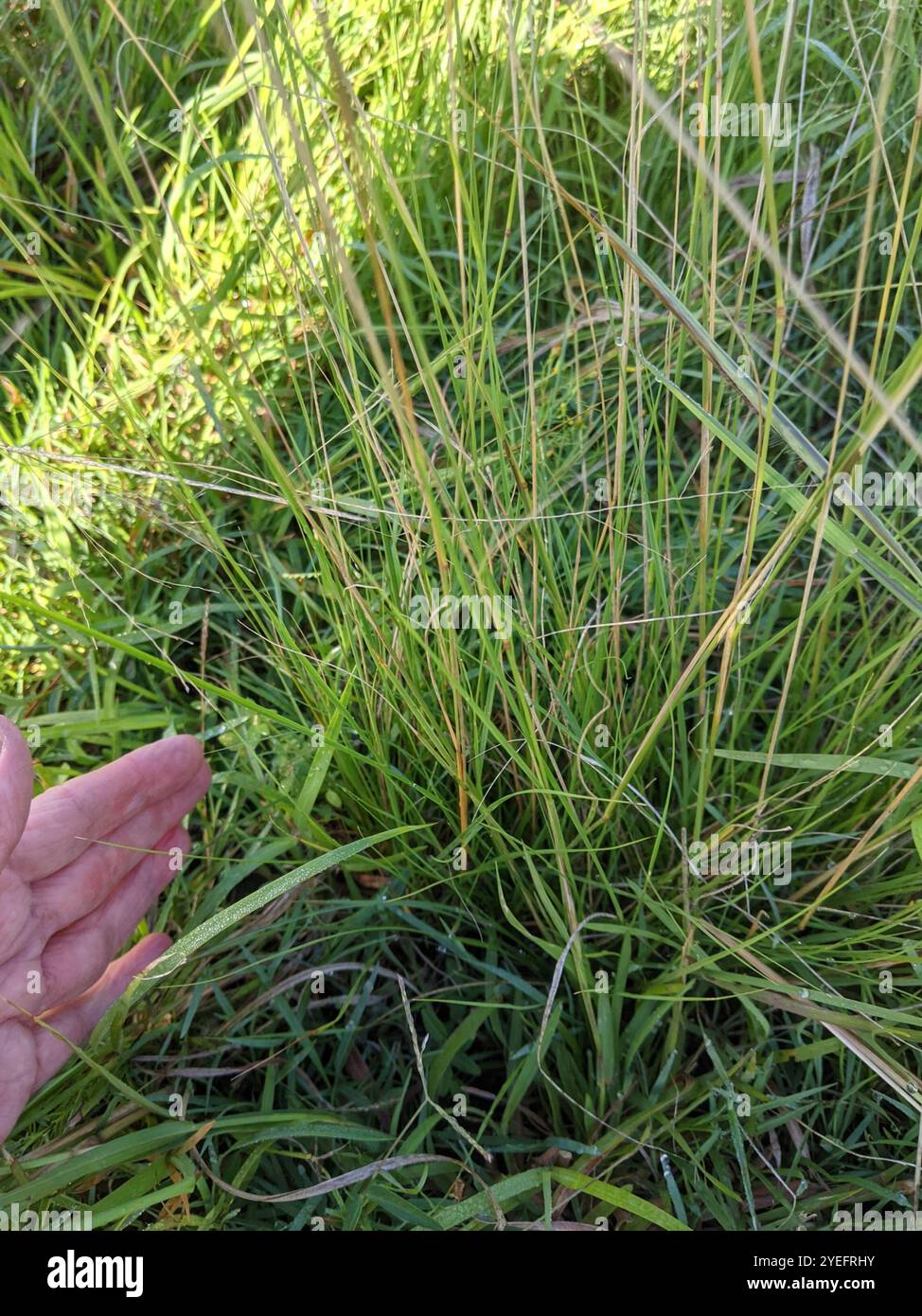 slender rat's tail grass (Sporobolus elongatus Stock Photo - Alamy