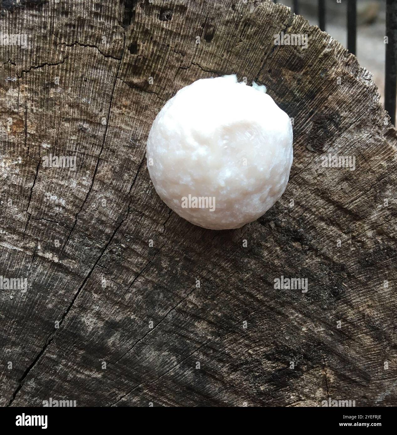 False Puffball (Reticularia lycoperdon Stock Photo - Alamy