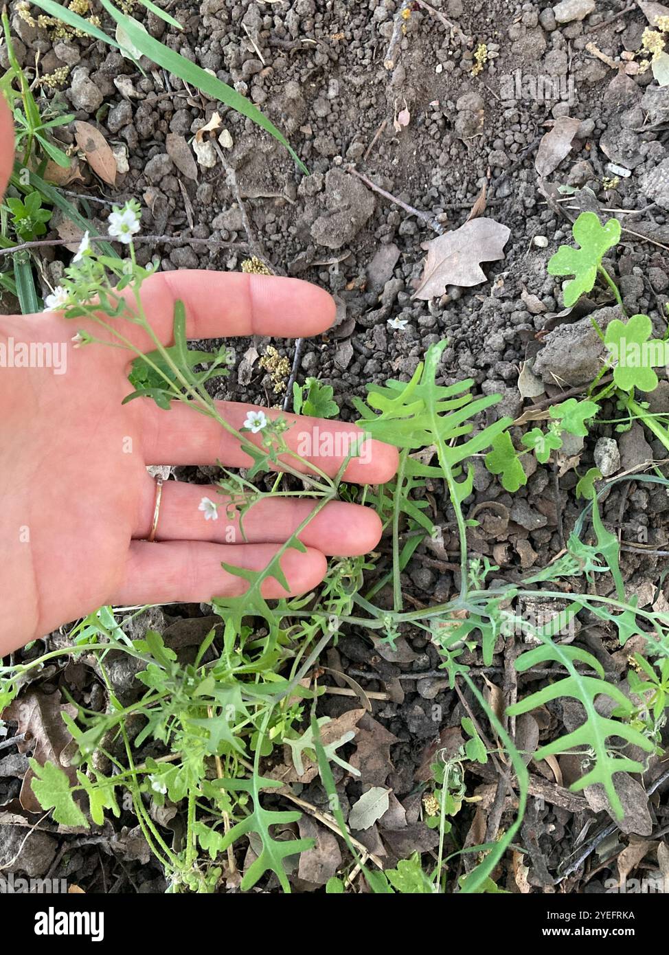 white fiesta flower (Pholistoma membranaceum Stock Photo - Alamy