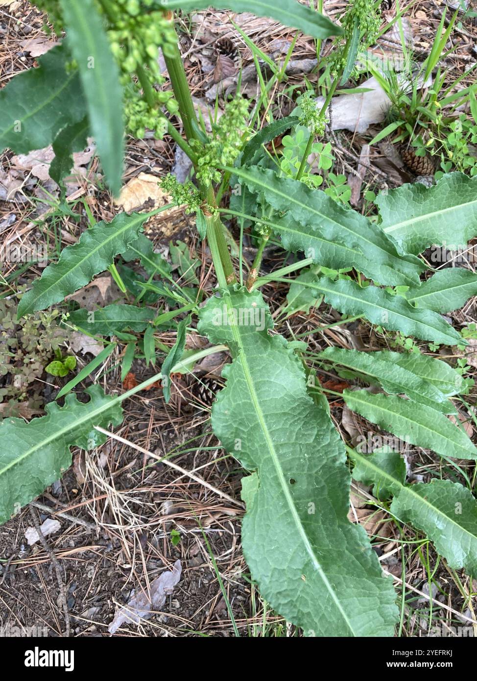 Clustered Dock (Rumex conglomeratus Stock Photo - Alamy