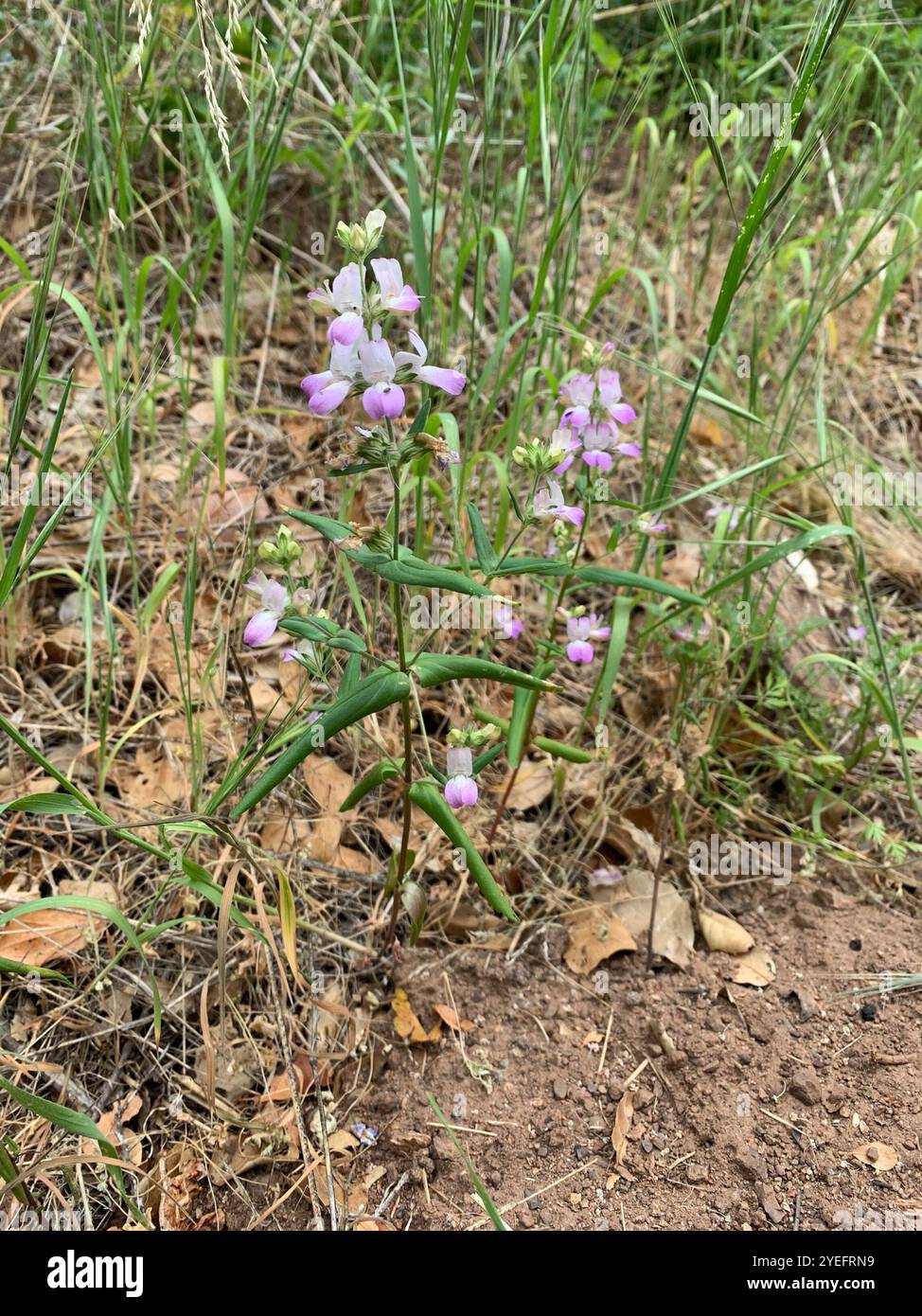 Purple Chinese Houses (Collinsia heterophylla Stock Photo - Alamy