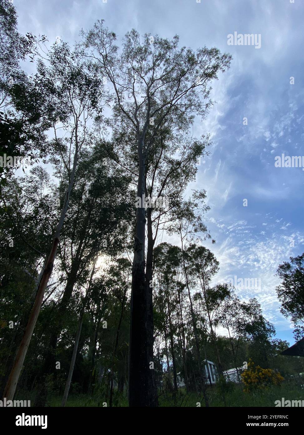 Carbeen (Corymbia tessellaris Stock Photo - Alamy