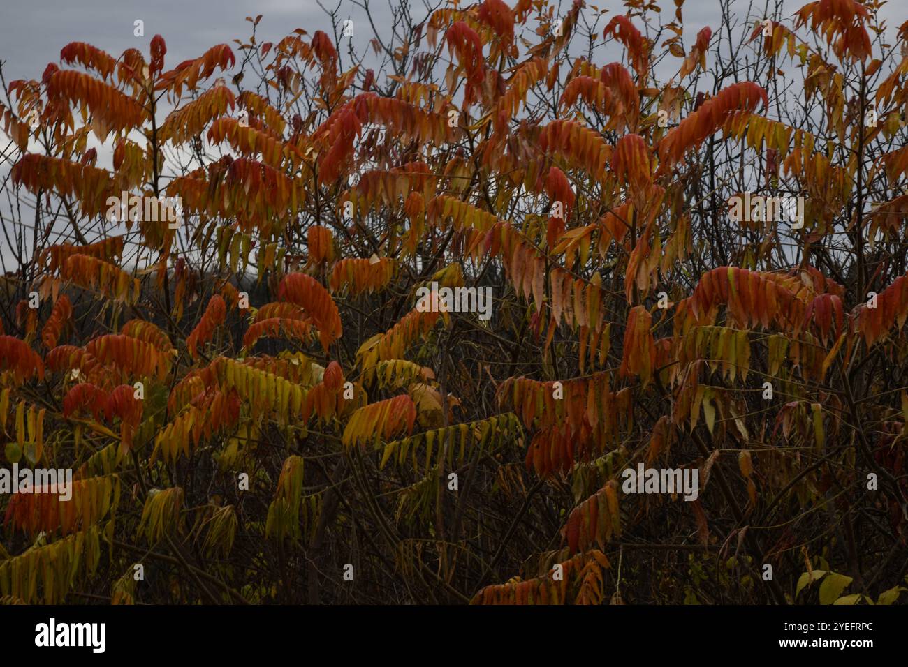 Dark bark of tamarack closeup forming design of texture and color Stock ...