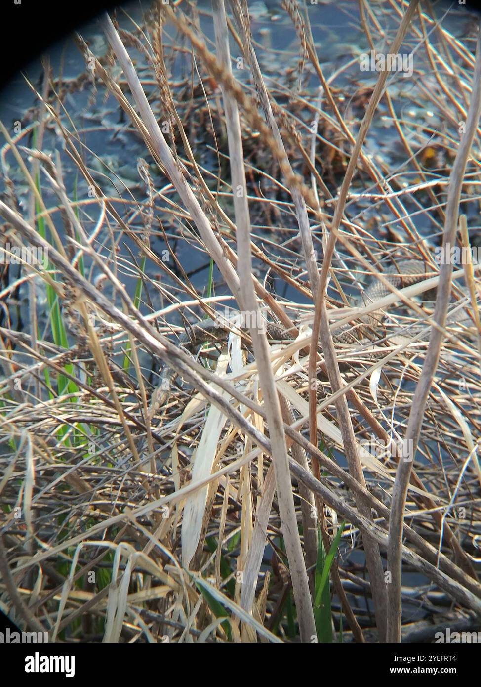Northern Watersnake (Nerodia sipedon sipedon Stock Photo - Alamy