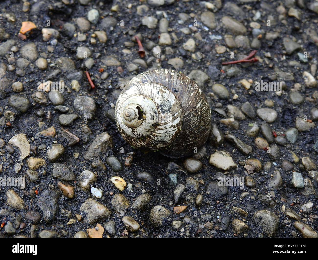 Cipangopaludina chinensis hi-res stock photography and images - Alamy
