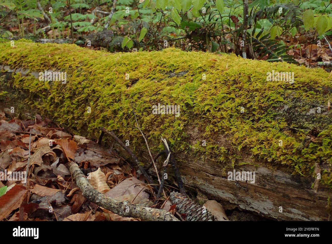 delicate fern moss (Thuidium delicatulum Stock Photo - Alamy
