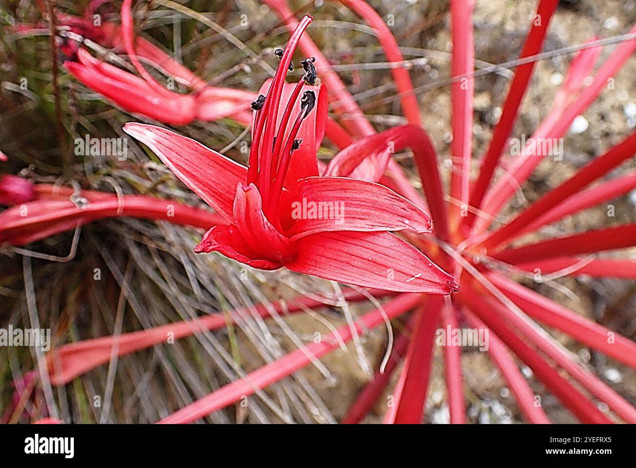 candelabra lily (Brunsvigia orientalis Stock Photo - Alamy