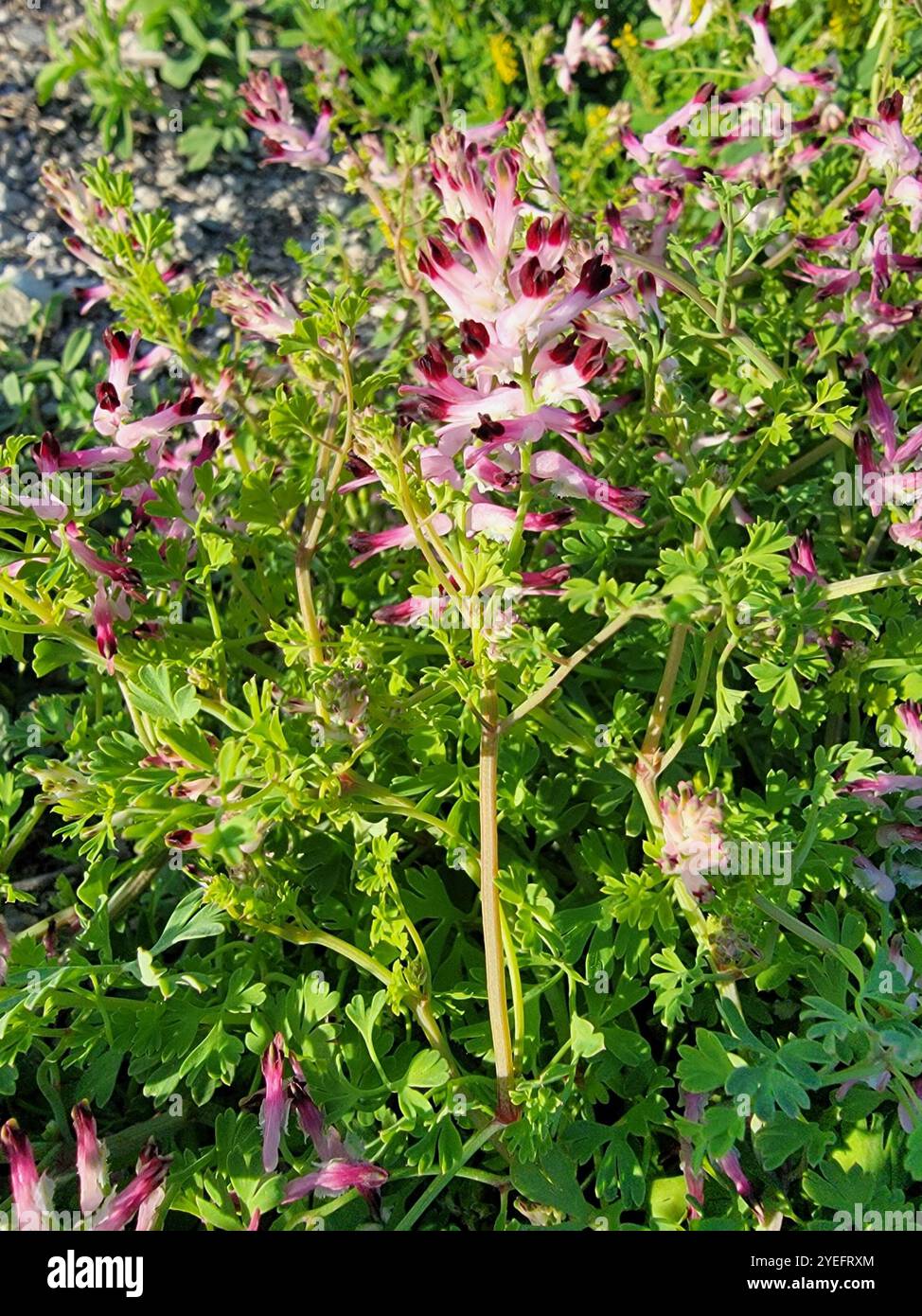 Common ramping fumitory hi-res stock photography and images - Alamy