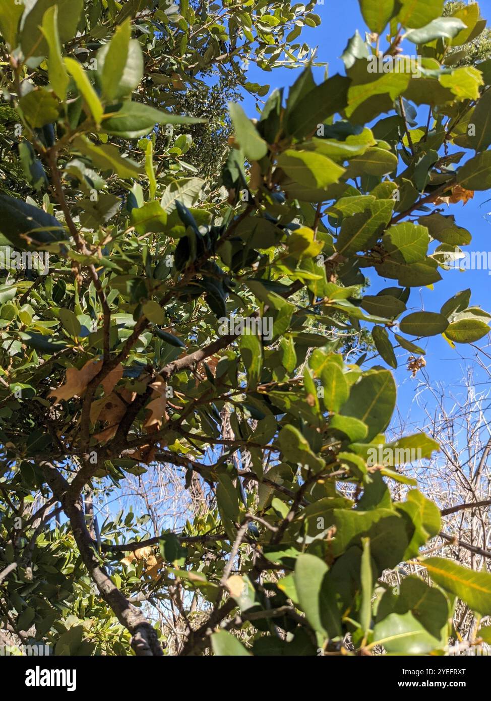 canyon live oak (Quercus chrysolepis Stock Photo - Alamy