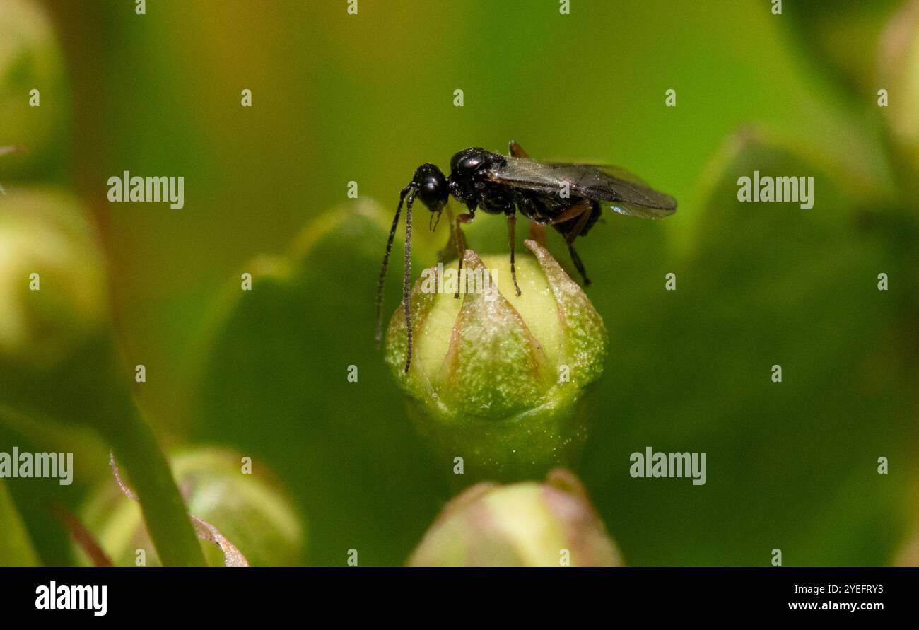 Ants, Bees, Wasps, and Sawflies (Hymenoptera Stock Photo - Alamy