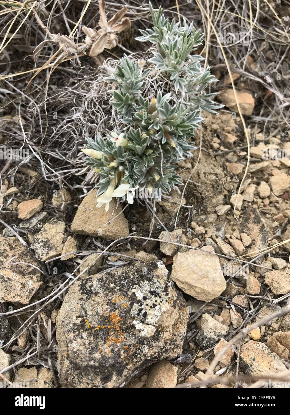Threeleaf Milkvetch (Astragalus gilviflorus Stock Photo - Alamy