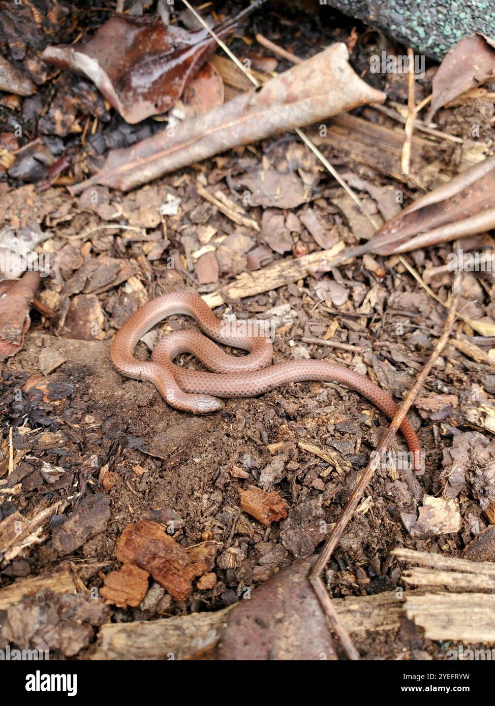 Sharp-tailed Snake (Contia tenuis Stock Photo - Alamy