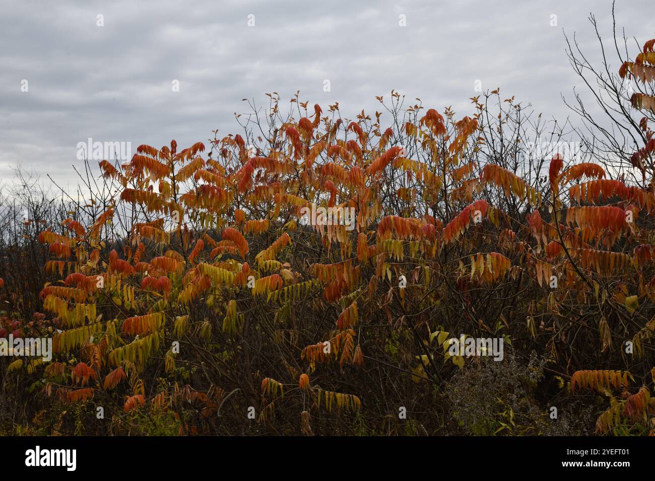 Dark bark of tamarack closeup forming design of texture and color Stock ...