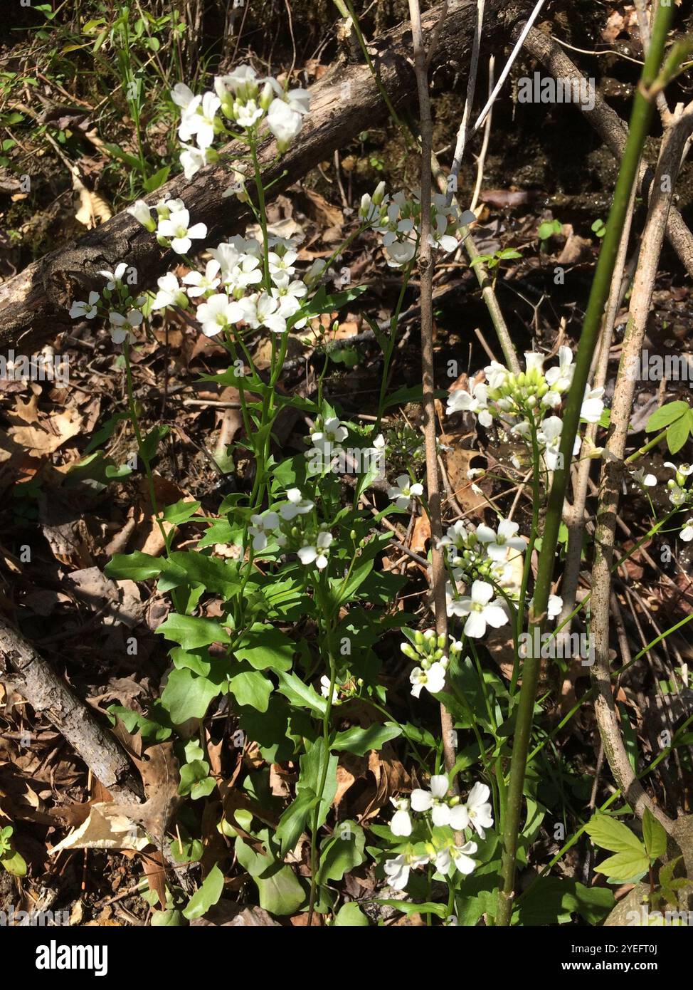 bulbous cress (Cardamine bulbosa Stock Photo - Alamy