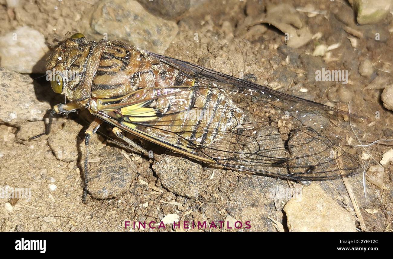 Quesada gigas hi-res stock photography and images - Alamy