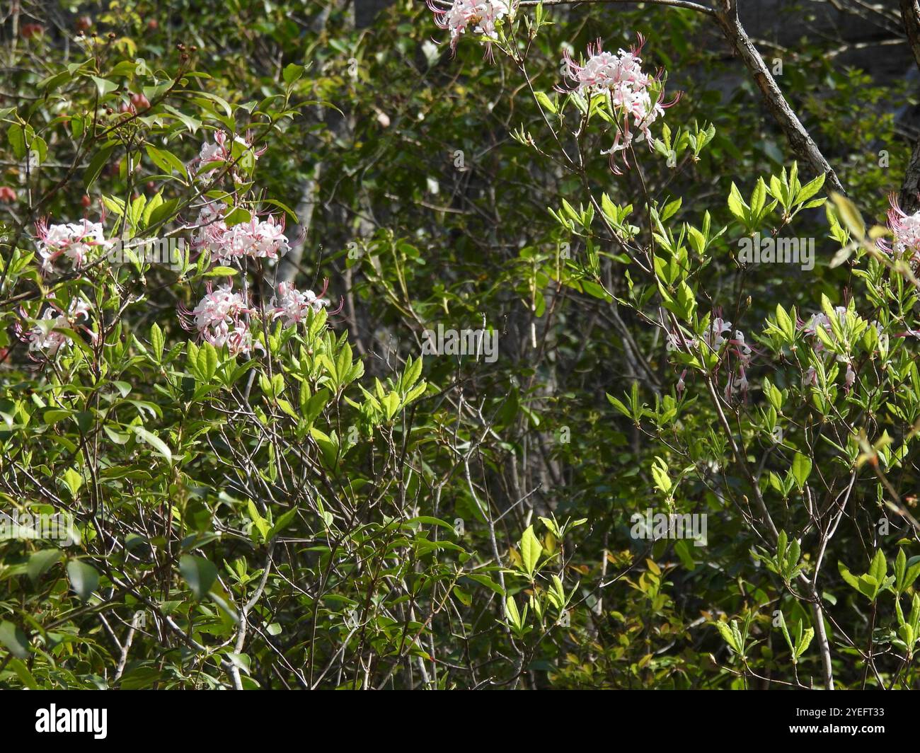 rhododendrons and azaleas (Rhododendron Stock Photo - Alamy