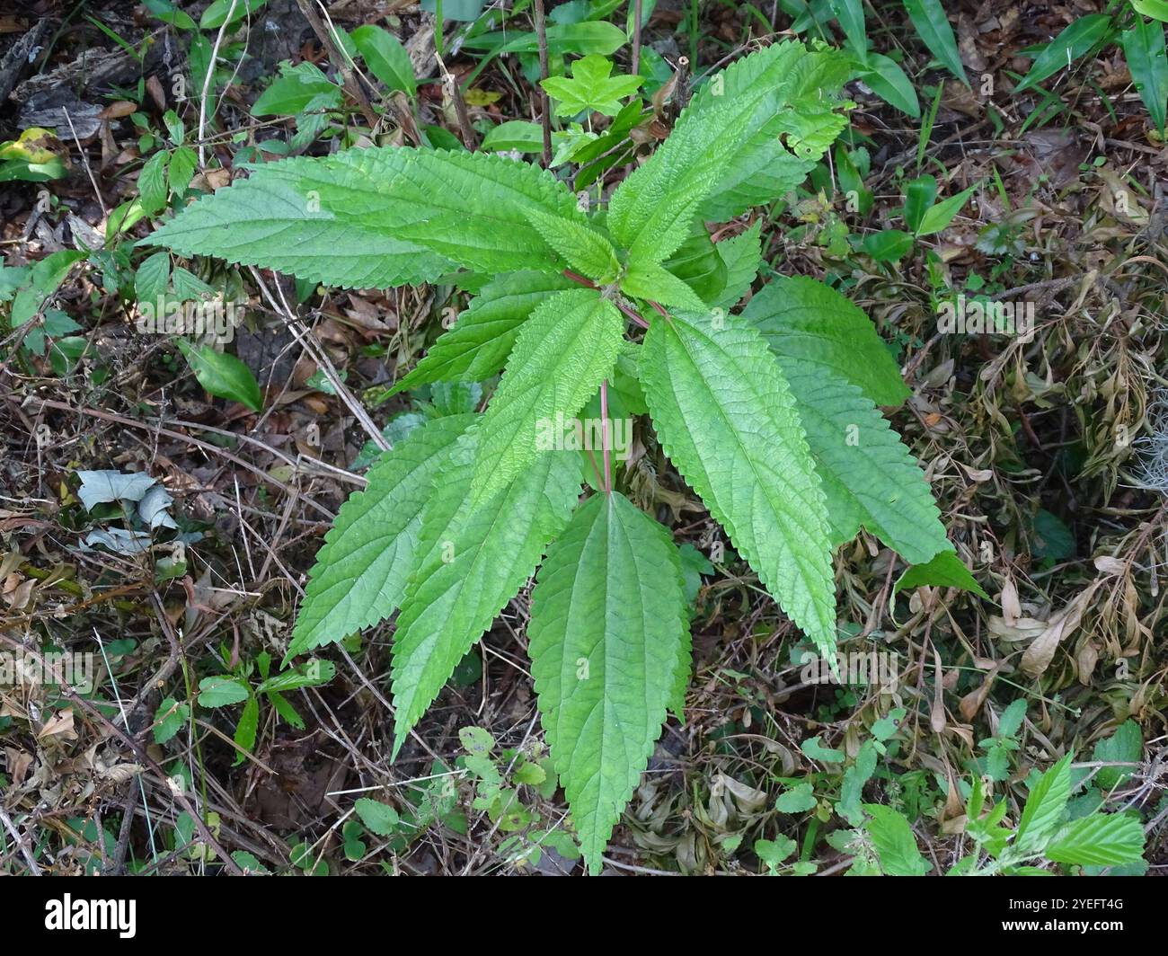 false nettle (Boehmeria cylindrica Stock Photo - Alamy
