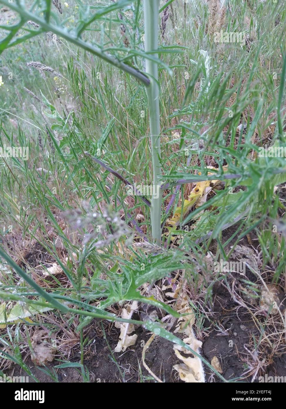Sisymbrium altissimum hi-res stock photography and images - Alamy