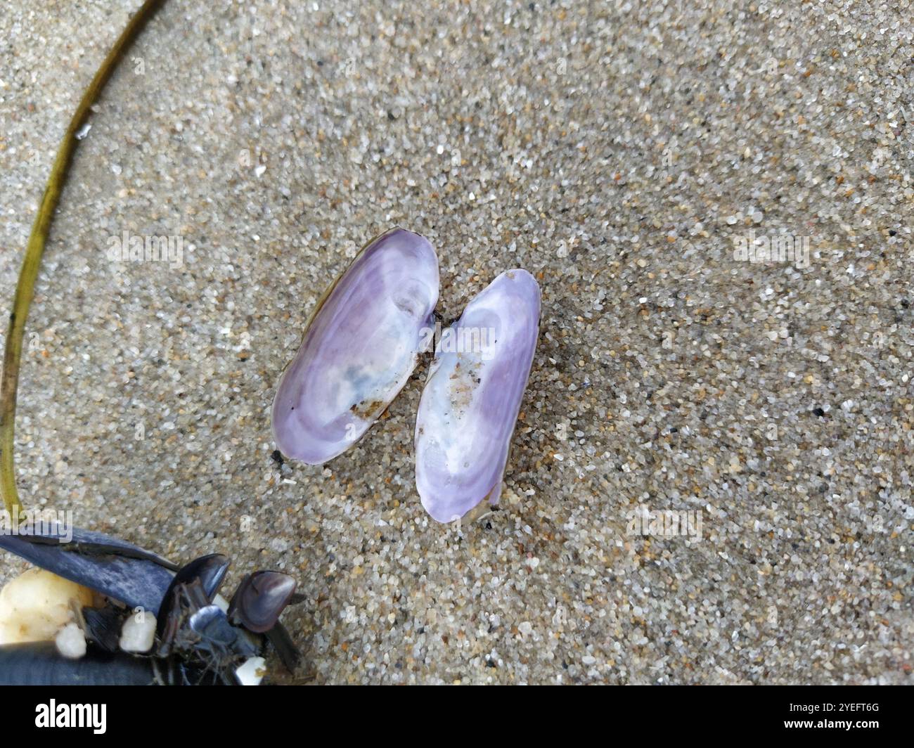 Hiatula hi-res stock photography and images - Alamy