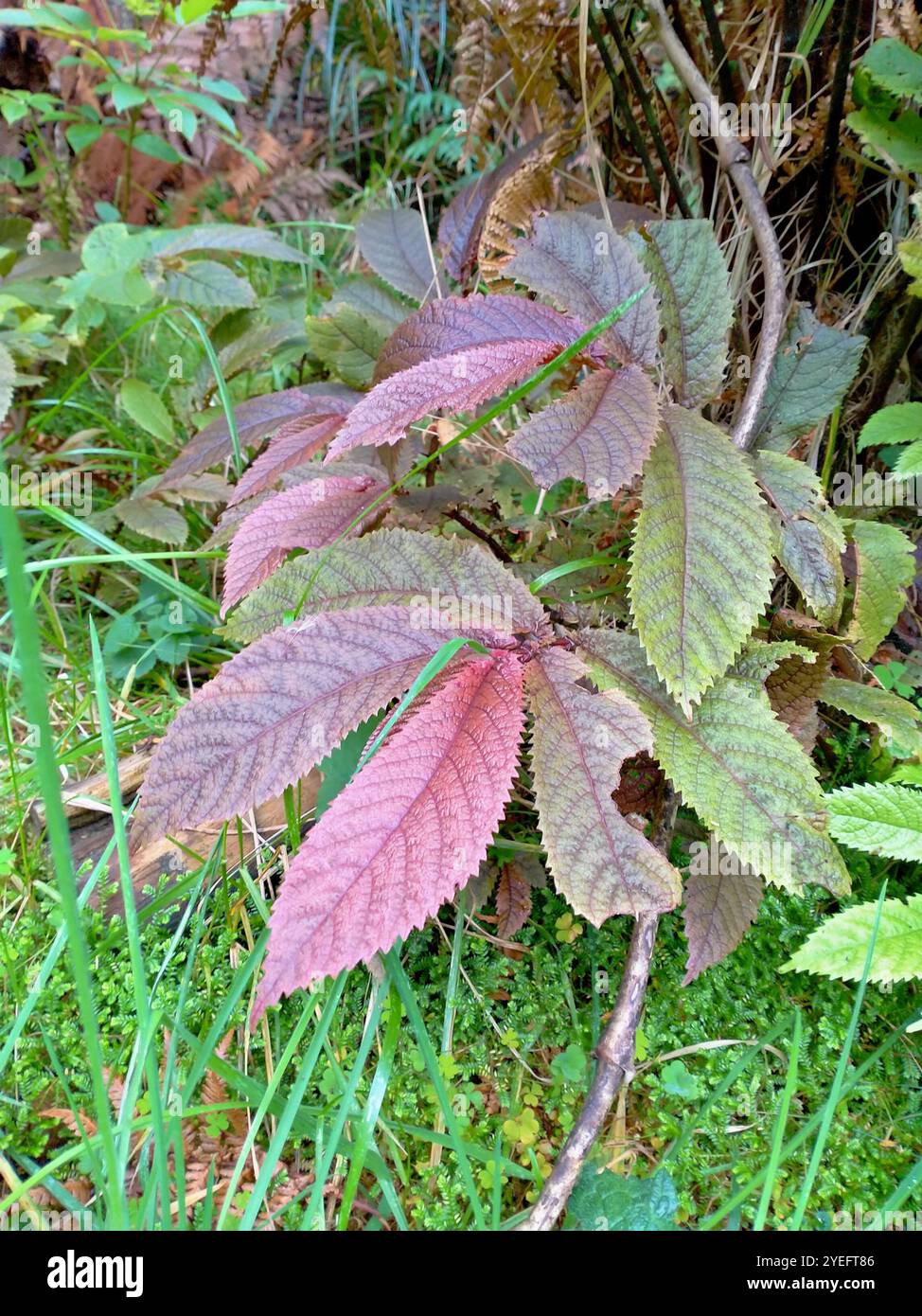 Elatostema hi-res stock photography and images - Alamy