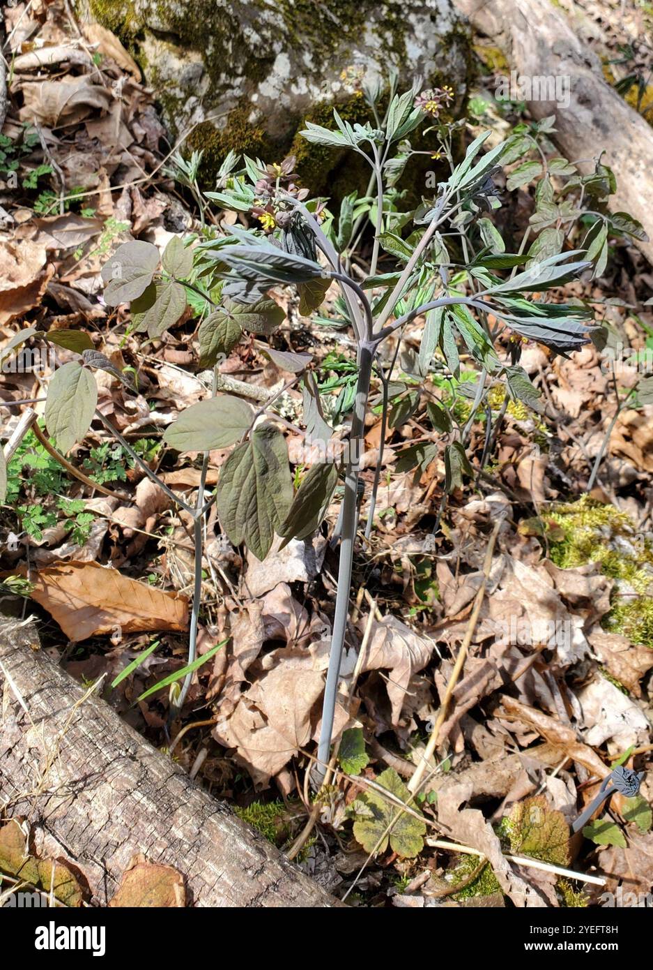 early blue cohosh (Caulophyllum giganteum Stock Photo - Alamy
