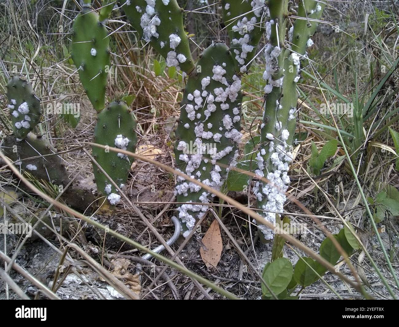 American cochineal bug (Dactylopius confusus Stock Photo - Alamy