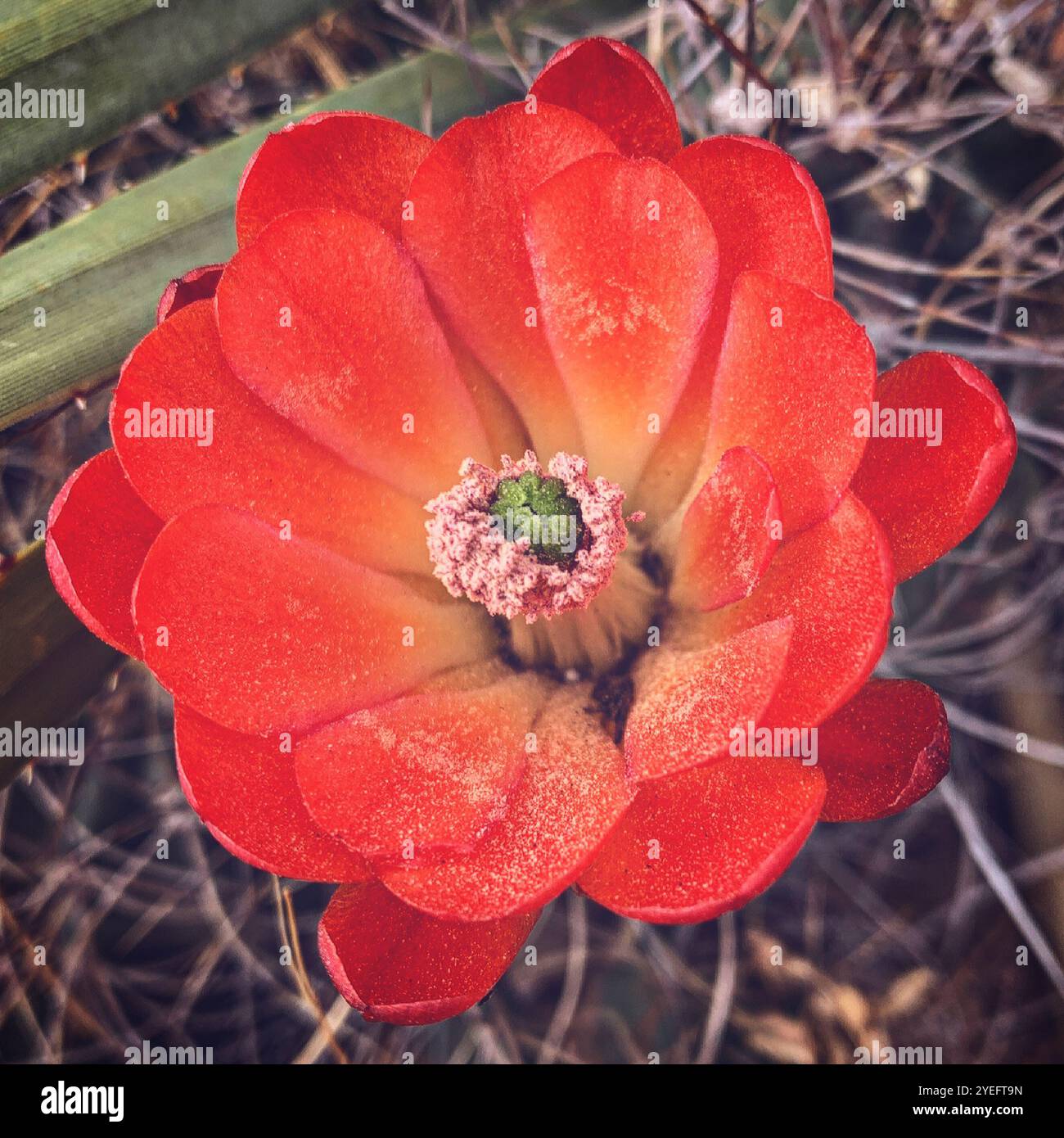 Scarlet Hedgehog Cactus (Echinocereus coccineus coccineus Stock Photo ...