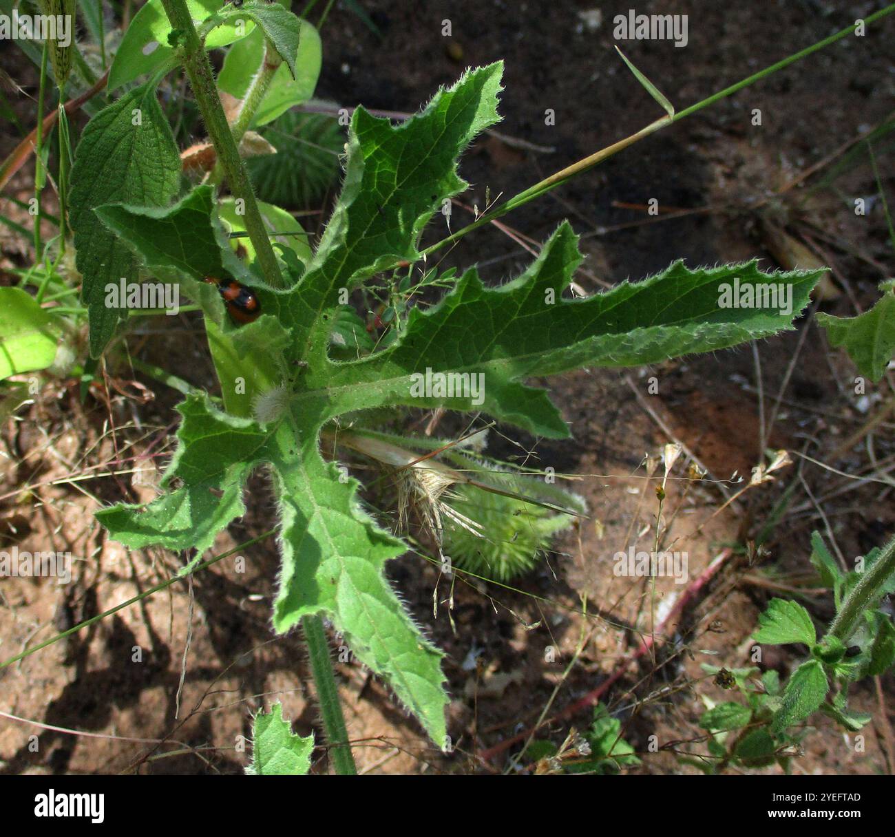 South African Spiny Cucumber (Cucumis zeyheri Stock Photo - Alamy