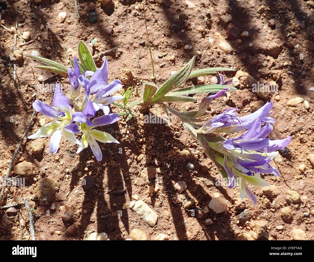 Baboon root hi-res stock photography and images - Alamy