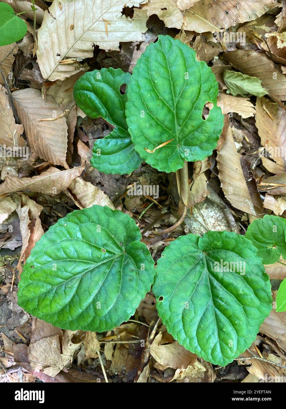 Round-leaved Violet (Viola rotundifolia Stock Photo - Alamy