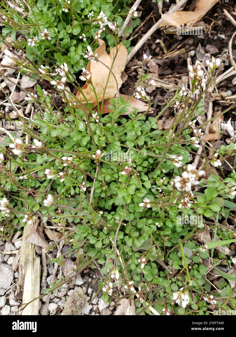 hairy bittercress (Cardamine hirsuta Stock Photo - Alamy