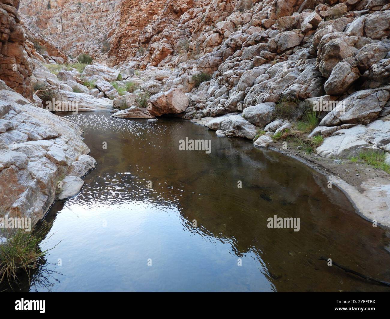Marbled rubber frog (Phrynomantis annectens Stock Photo - Alamy