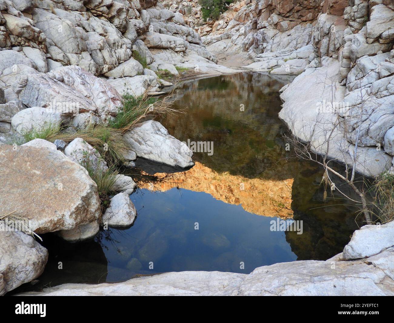 Marbled rubber frog (Phrynomantis annectens Stock Photo - Alamy