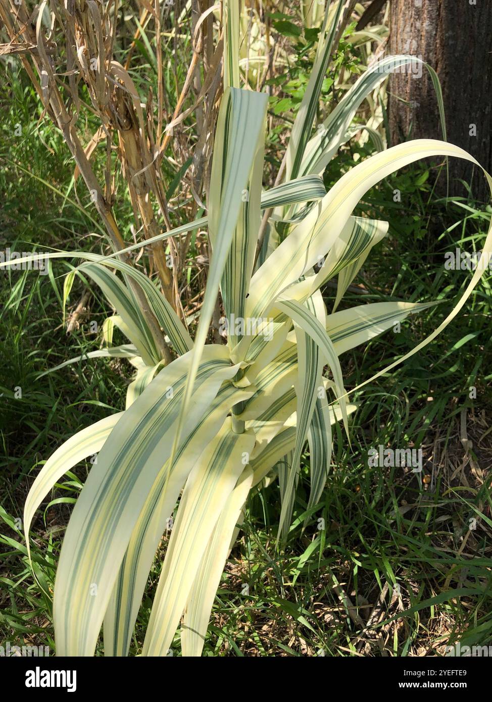 giant reed (Arundo donax Stock Photo - Alamy