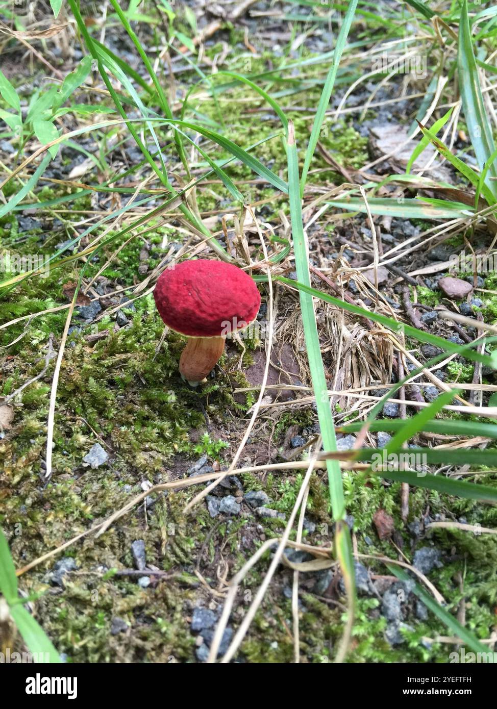 Ruby Bolete (Hortiboletus rubellus Stock Photo - Alamy