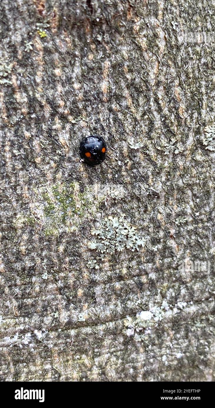 Twice-stabbed Lady Beetle (Chilocorus stigma Stock Photo - Alamy