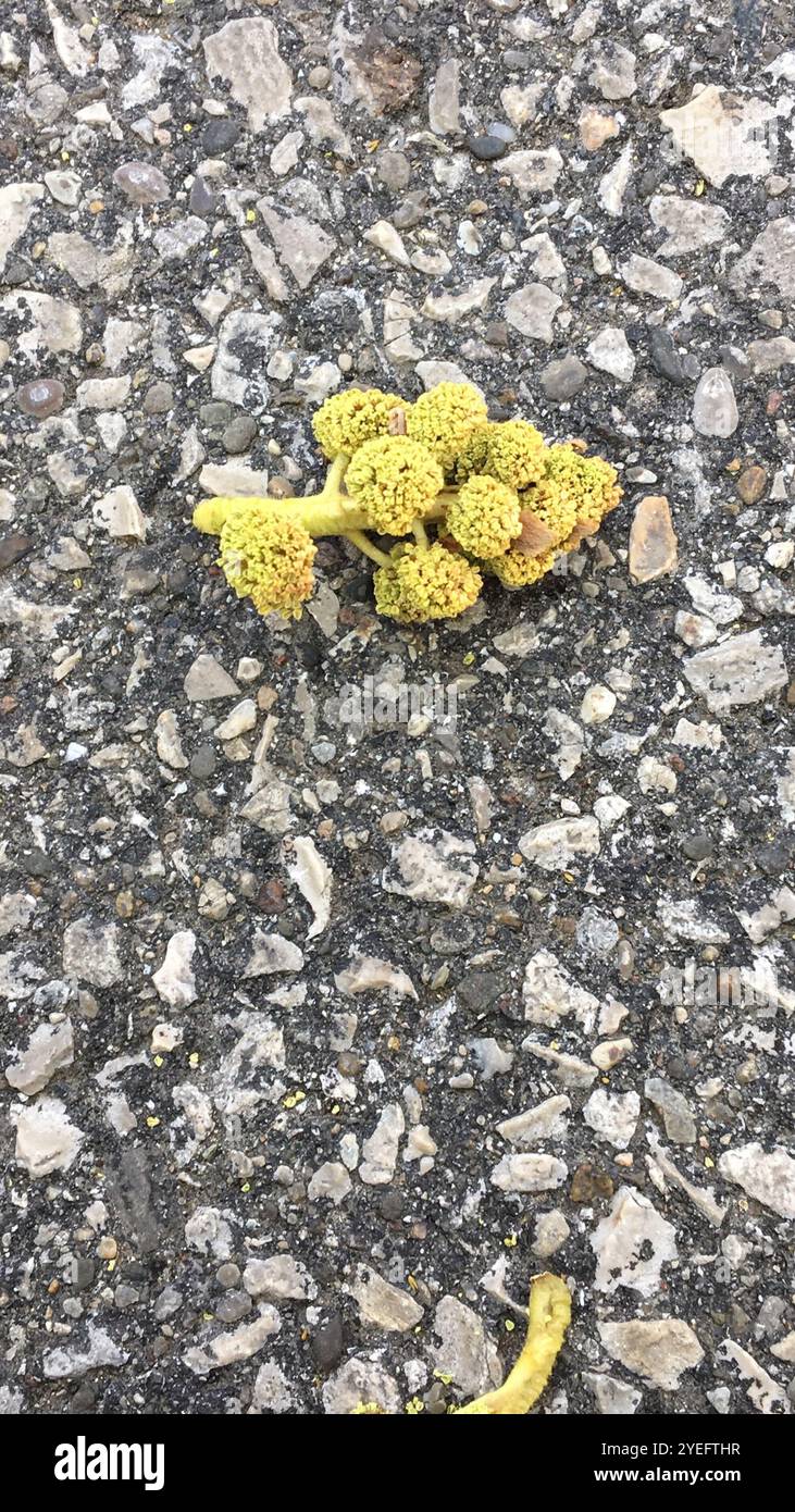 sweetgum family (Altingiaceae Stock Photo - Alamy