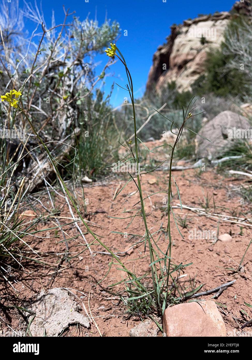 Sisymbrium linifolium hi-res stock photography and images - Alamy