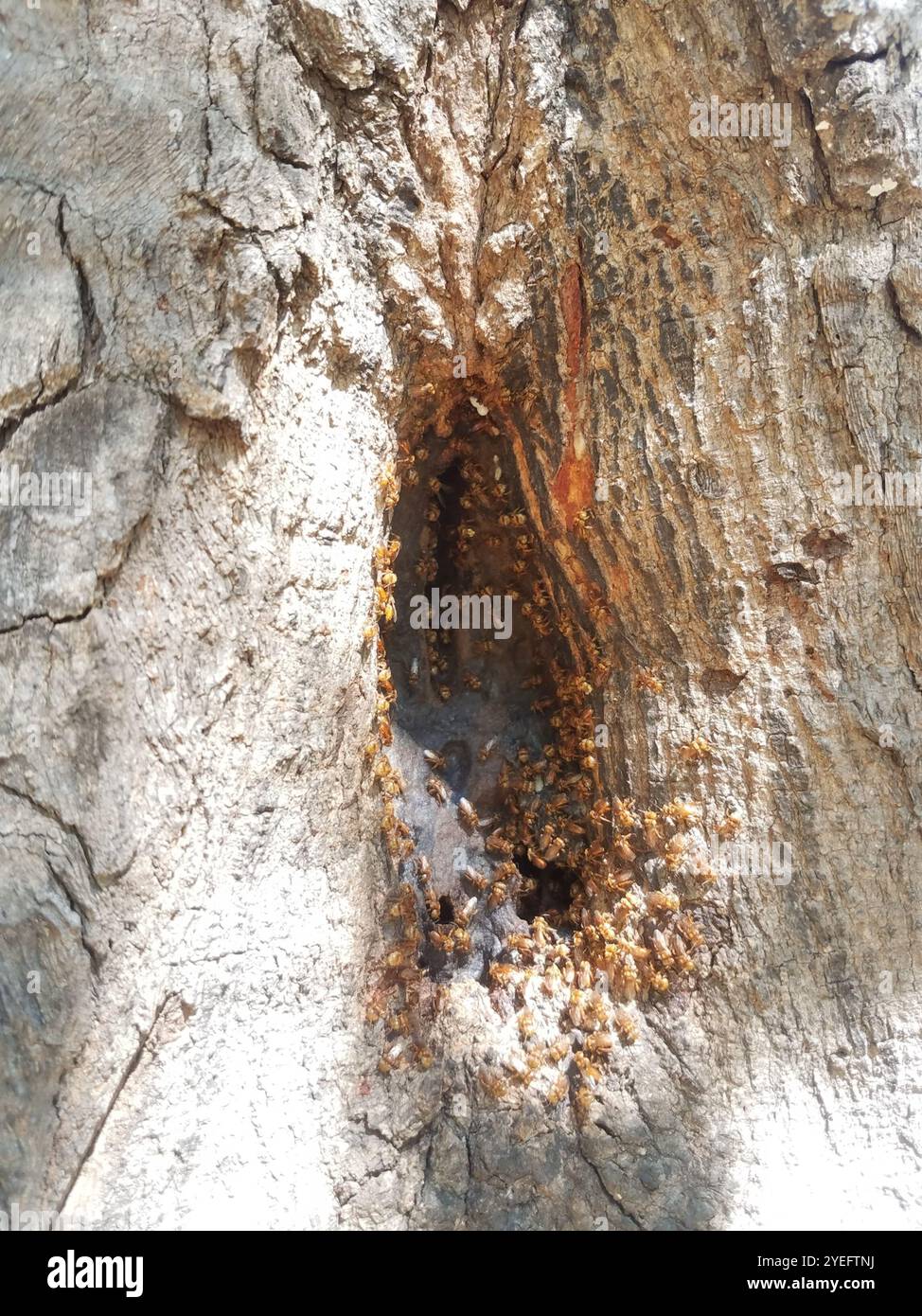 Honey-colored Fire Bee (Oxytrigona mellicolor Stock Photo - Alamy