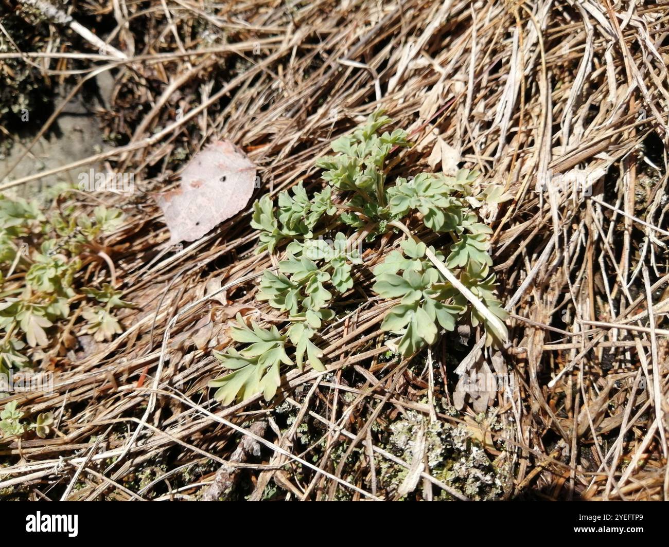rock harlequin (Capnoides sempervirens Stock Photo - Alamy