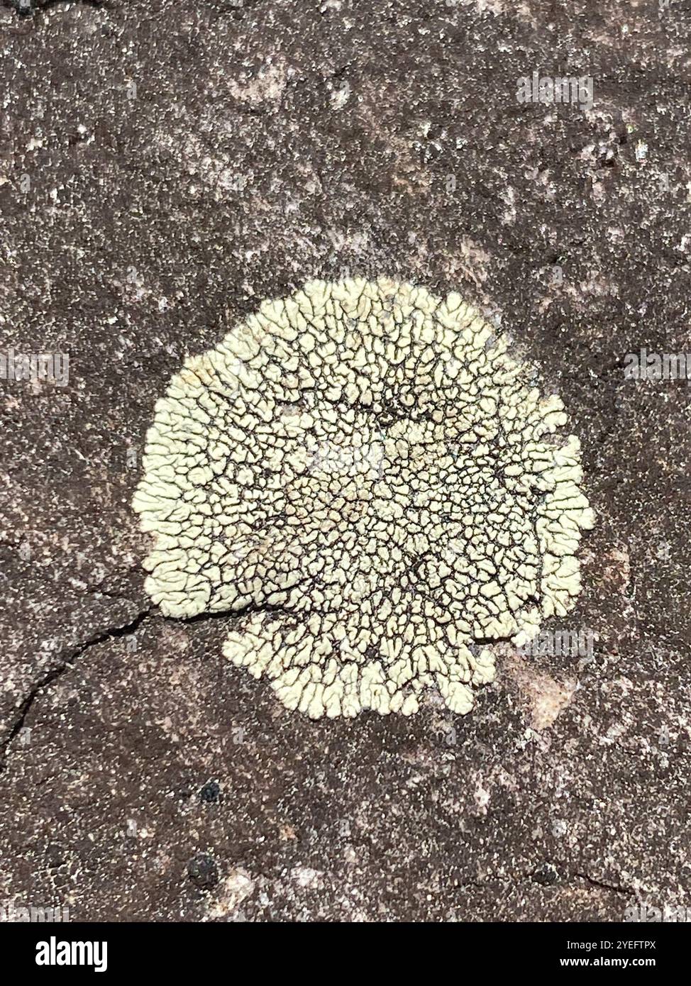 Lichen dimelaena oreina hi-res stock photography and images - Alamy