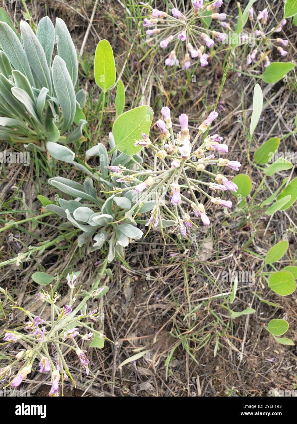 daggerpod (Phoenicaulis cheiranthoides Stock Photo - Alamy